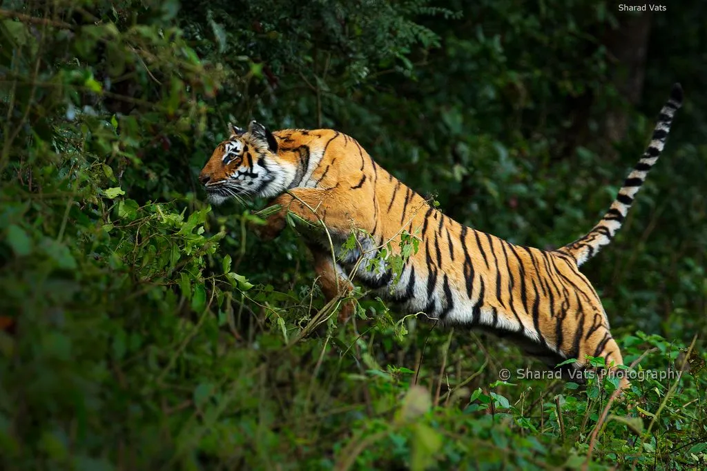 Tiger attacks a biker outside the Corbett National Park
