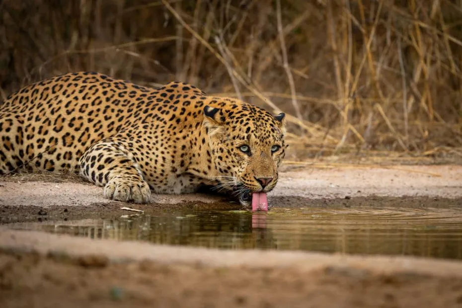 Top 10 Spots to See Leopards in India