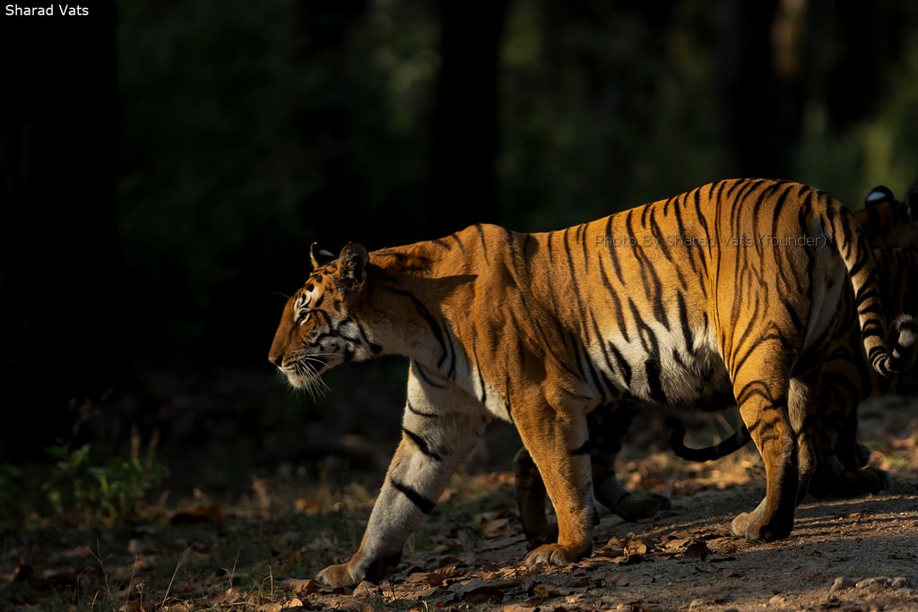 Bengal Tiger Mating Behavior and Cub Rearing
