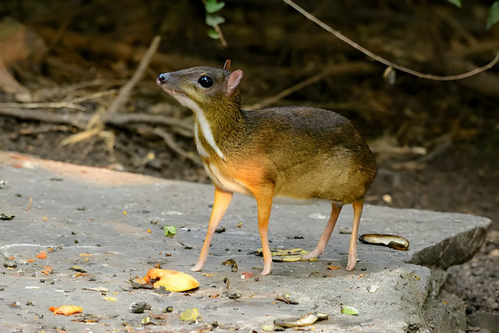 12 Types of Deer Species & Where To Find Them In India