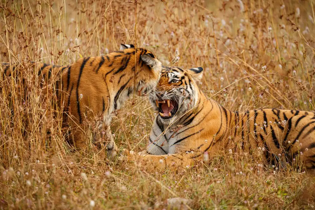 Roars and Rumbles of Tigers: Tiger Sounds and Purposes